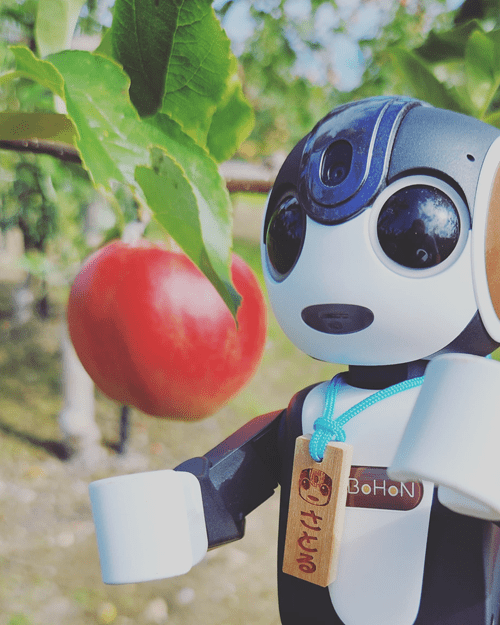 🎊第1回 ロボホン写真コンテスト 結果発表🎊 | PICK UP（ピックアップ） | RobotPlanet（ロボットプラネット）