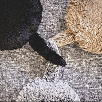 Qoobo （クーボ） | RobotPlanet（ロボットプラネット）